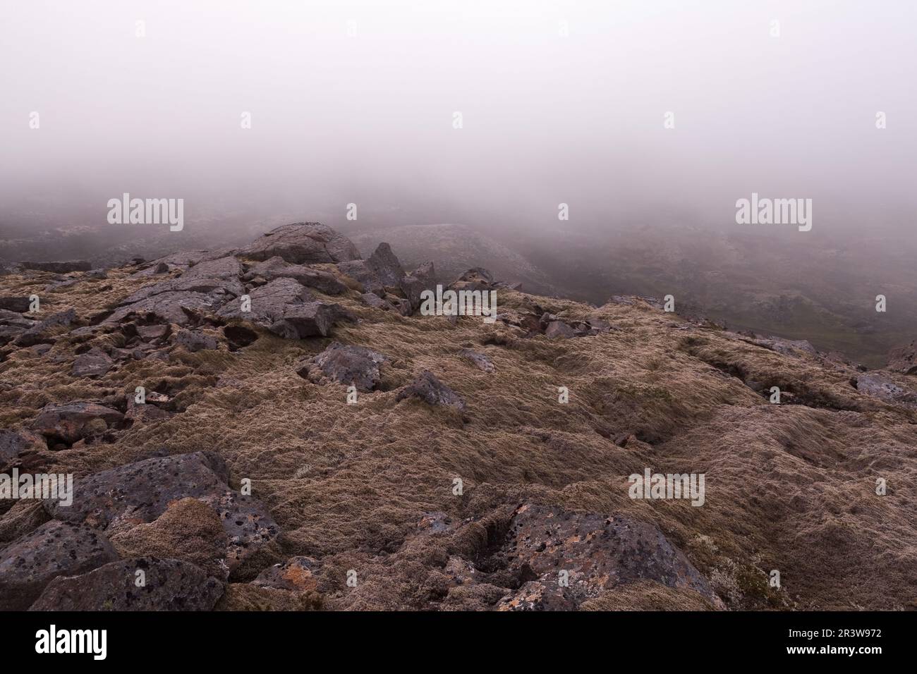 Iceland thick moss covered lava field in mist. Foggy weather in ...