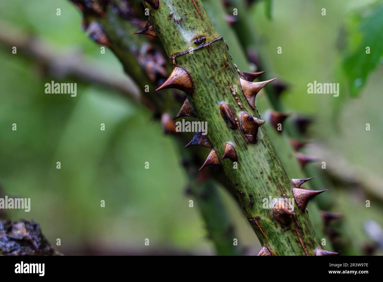 Stem spines hi-res stock photography and images - Alamy
