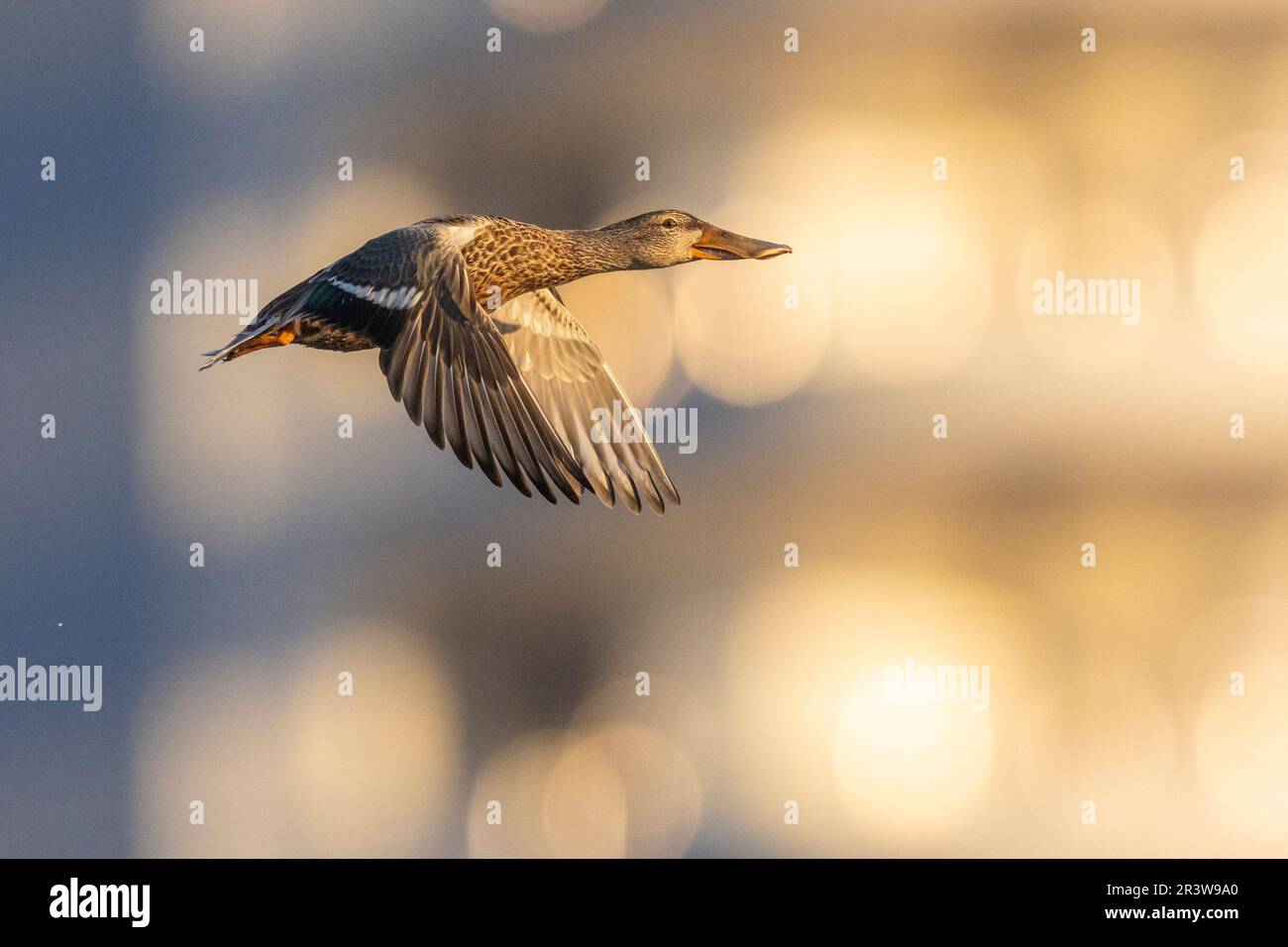Female northern shoveler in flight hi-res stock photography and images - Alamy