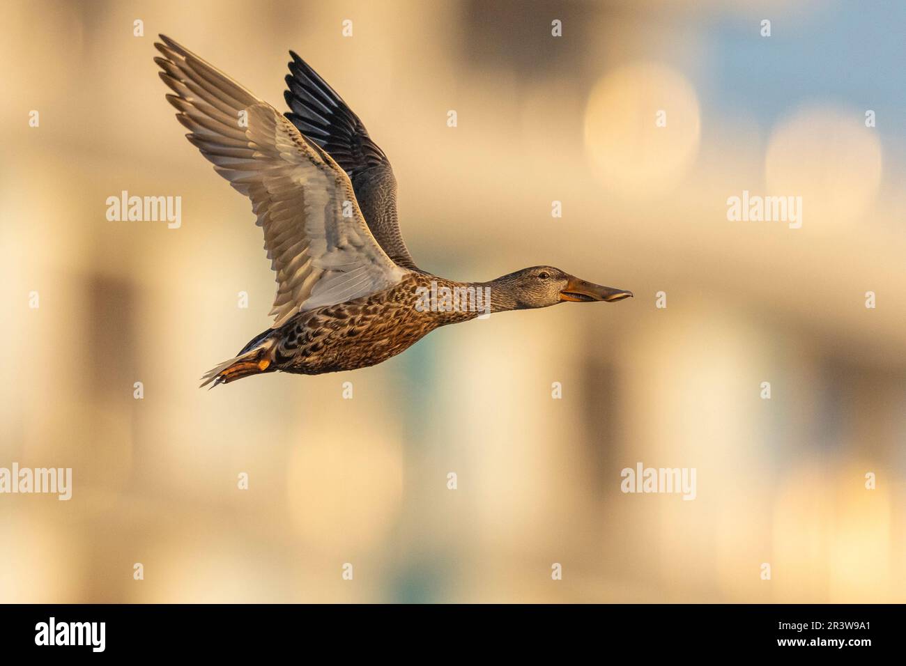 Female northern shoveler in flight hi-res stock photography and images - Alamy