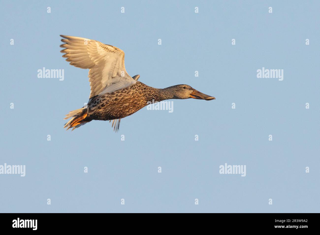 Female northern shoveler in flight hi-res stock photography and images - Alamy