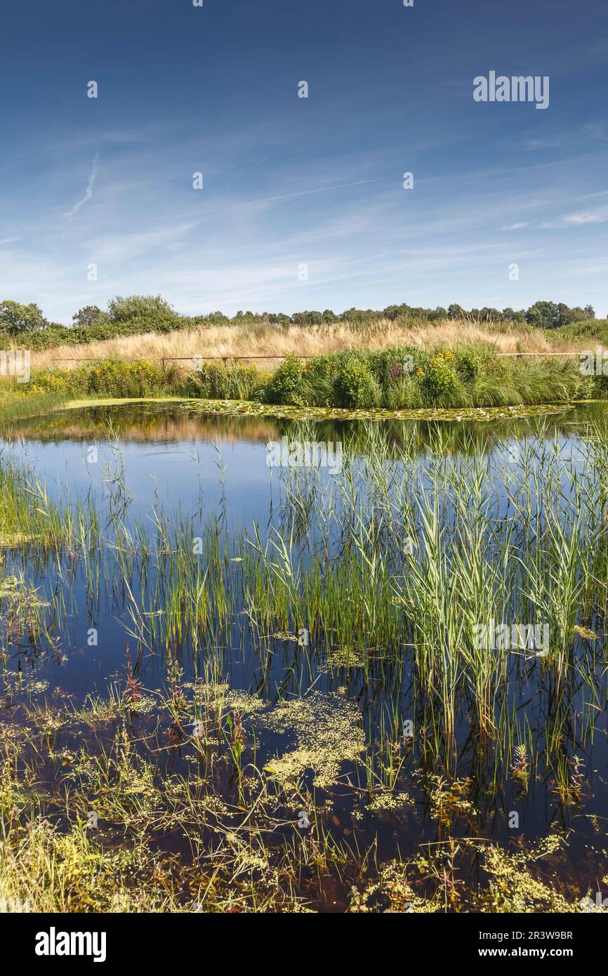 Oppenweher Moor, pond landscape in July Stock Photo - Alamy