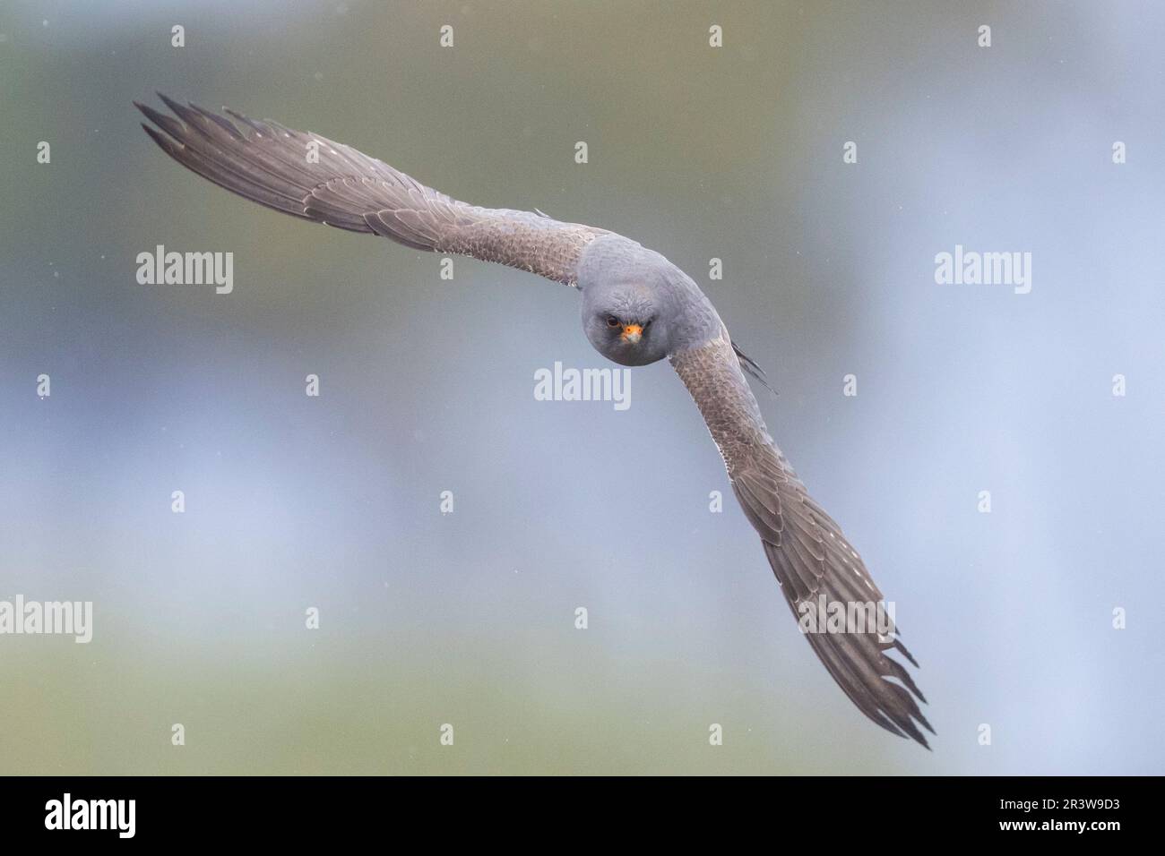 Red-footed Falcon (Falco vespertinus), front view of a 2nd cy male in ...