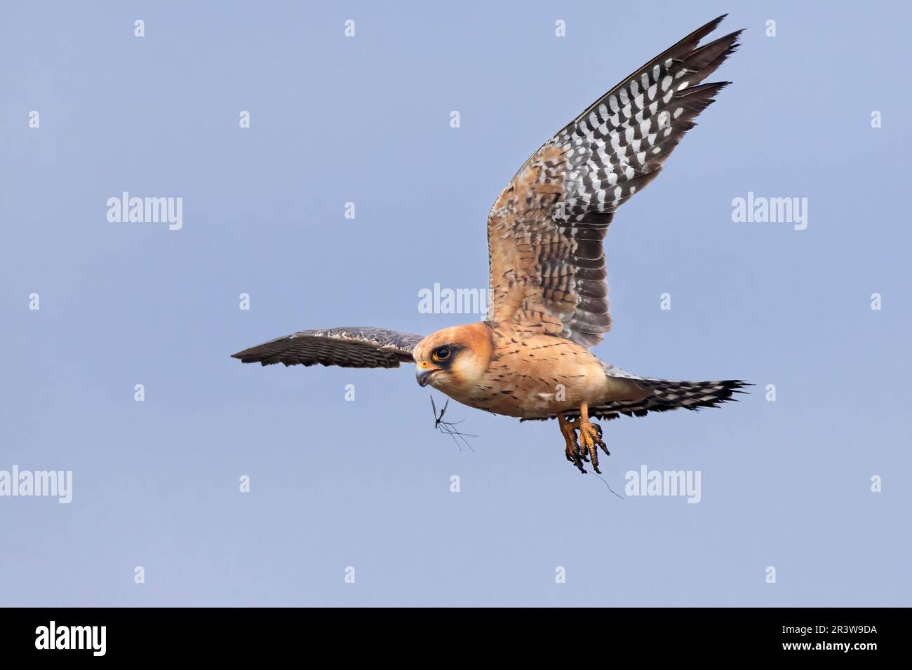 Red-footed Falcon (Falco vespertinus), side view of an adult female in ...