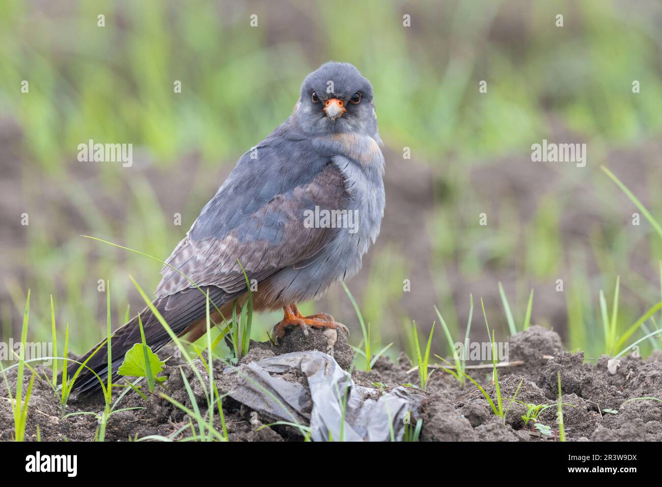 Side view of a falcon hi-res stock photography and images - Alamy