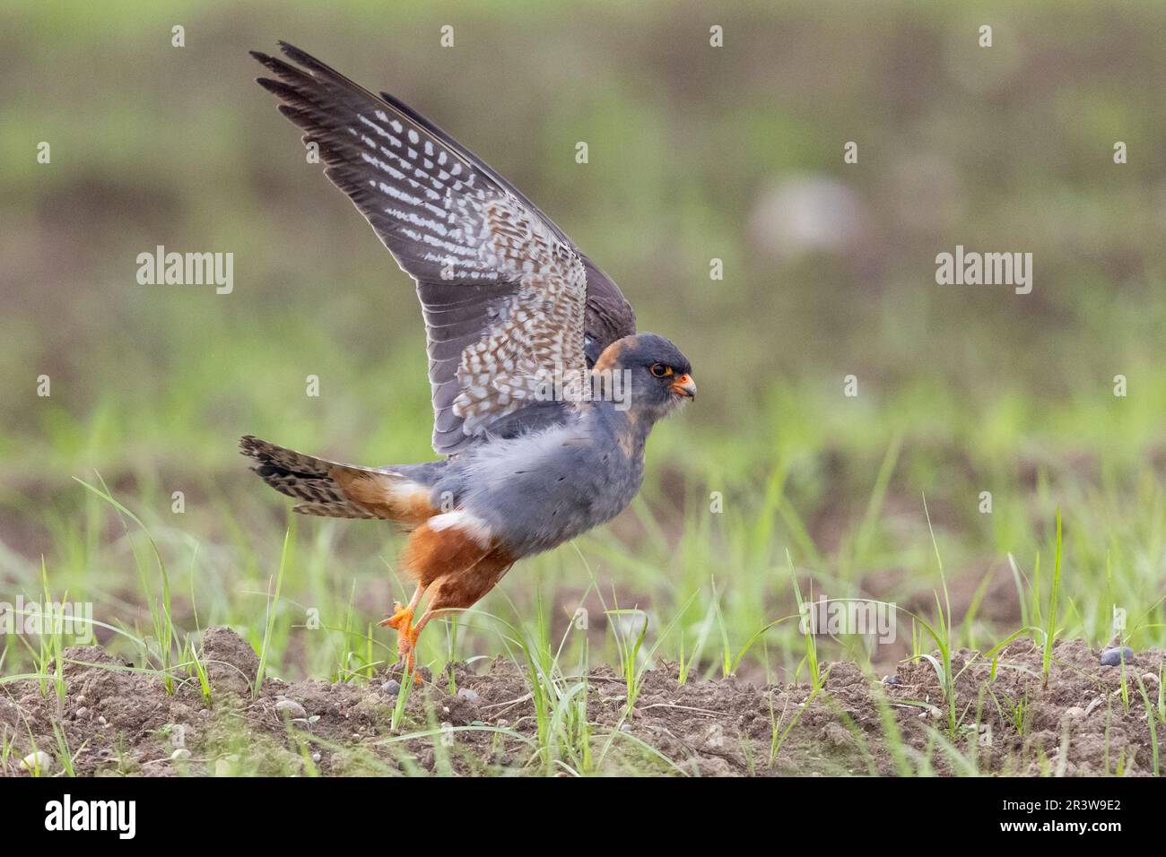 Red-footed Falcon (Falco vespertinus), side view of 2nd cy male at take ...