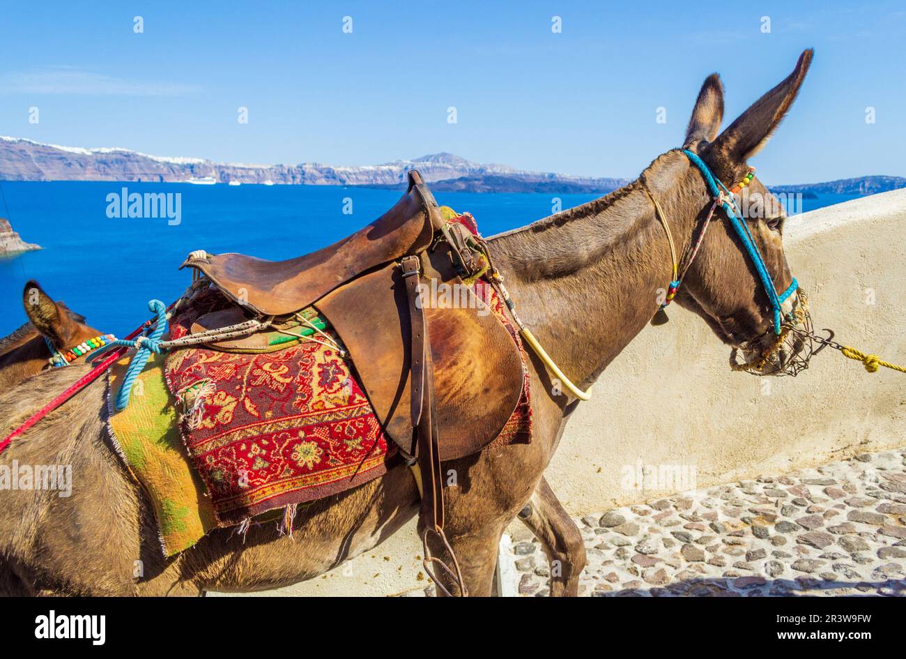 Donkey taxi moving on the steep hills in Thirasia or Therasia island in ...