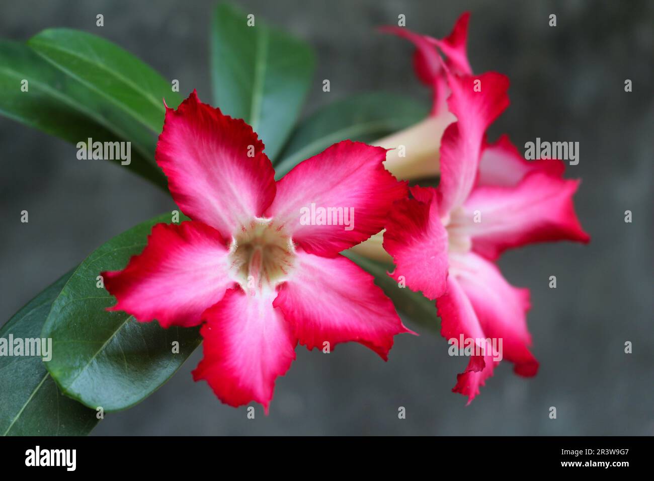 Beautiful red Adenium Obesum flowers Stock Photo - Alamy