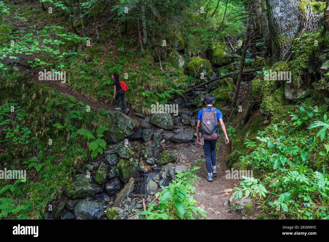 Small beech forest hi-res stock photography and images - Alamy