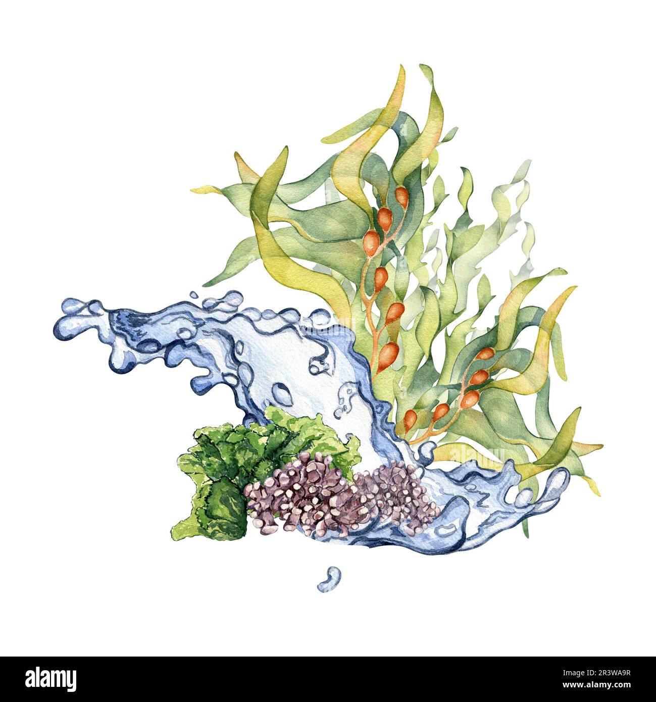 Green sea plant watercolor illustration isolated on white background ...