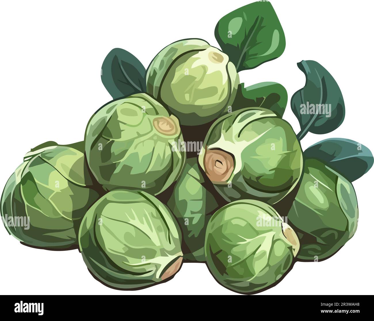 Fresh brussels sprouts raw Stock Vector Images - Alamy