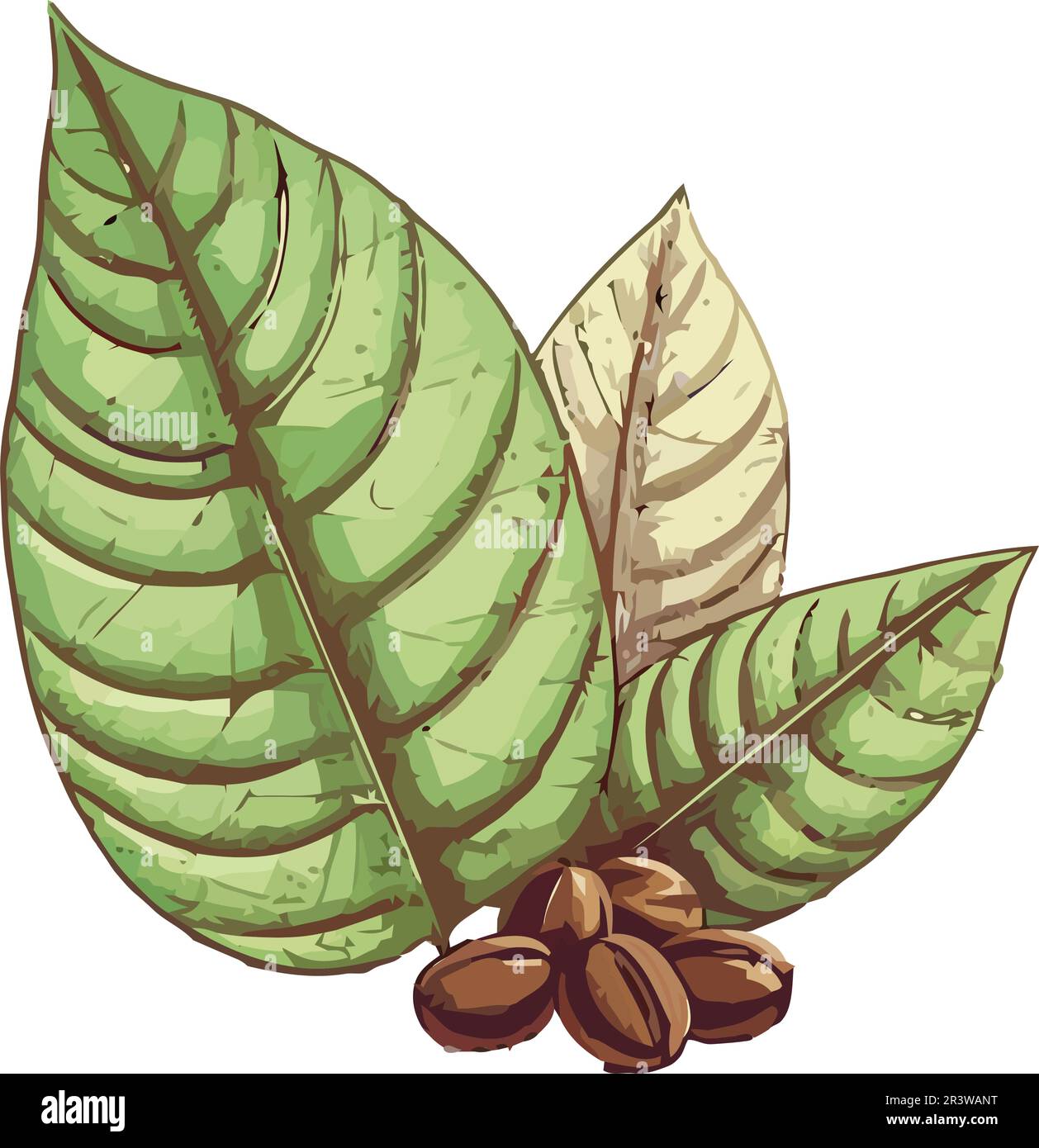 Coffee plant on plantation Stock Vector Images - Alamy