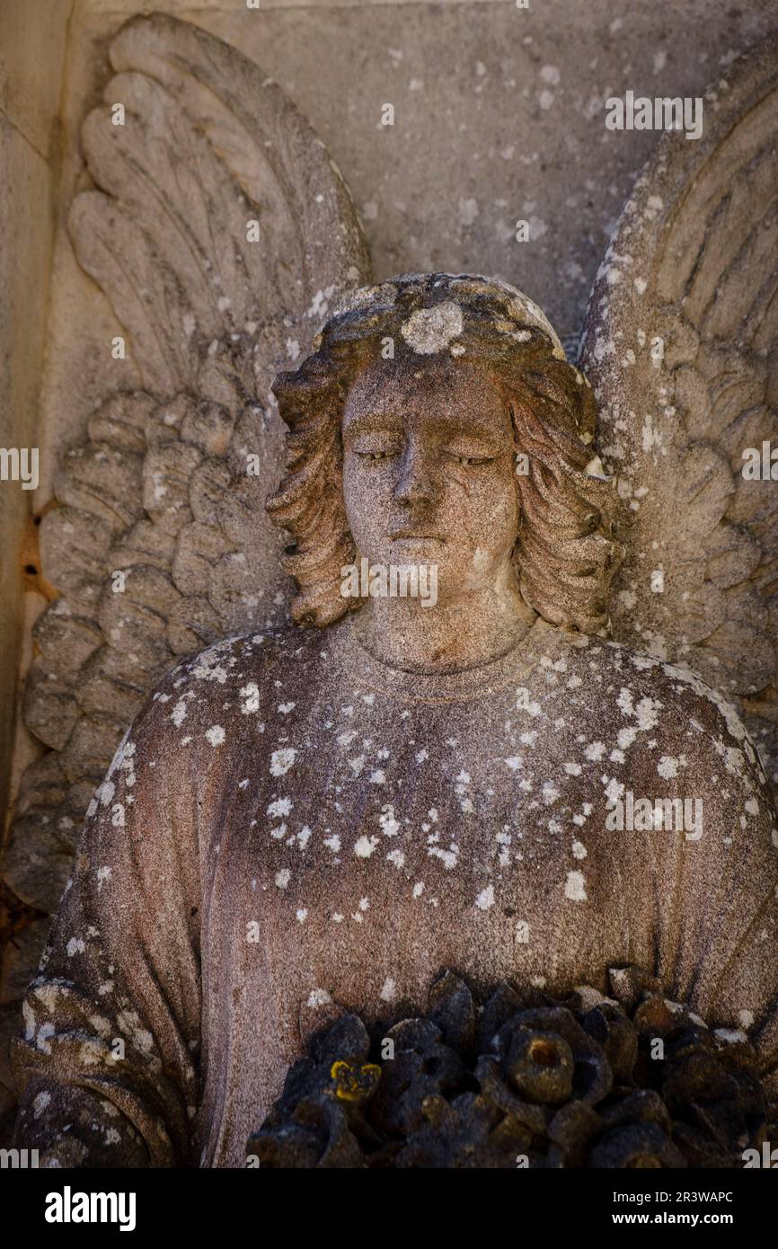 Dead poppy flowers hi-res stock photography and images - Alamy