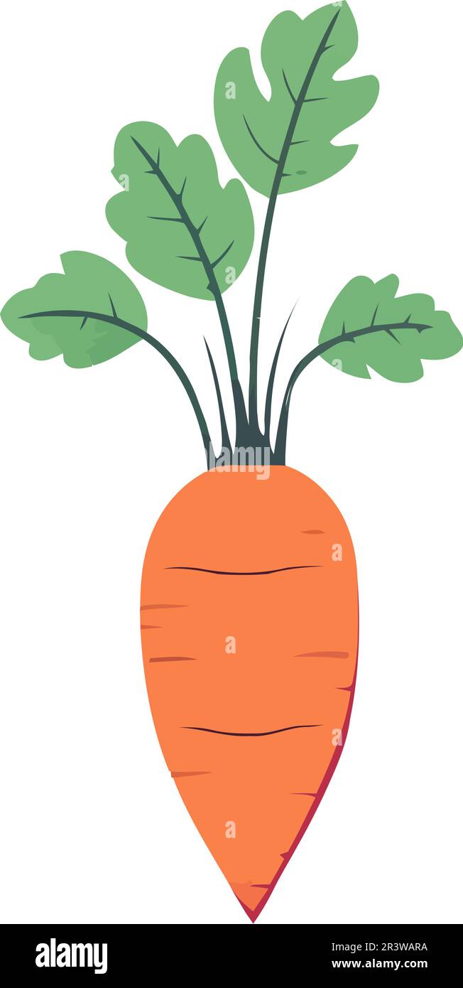 Fresh organic carrots, a symbol of healthy eating Stock Vector Image ...