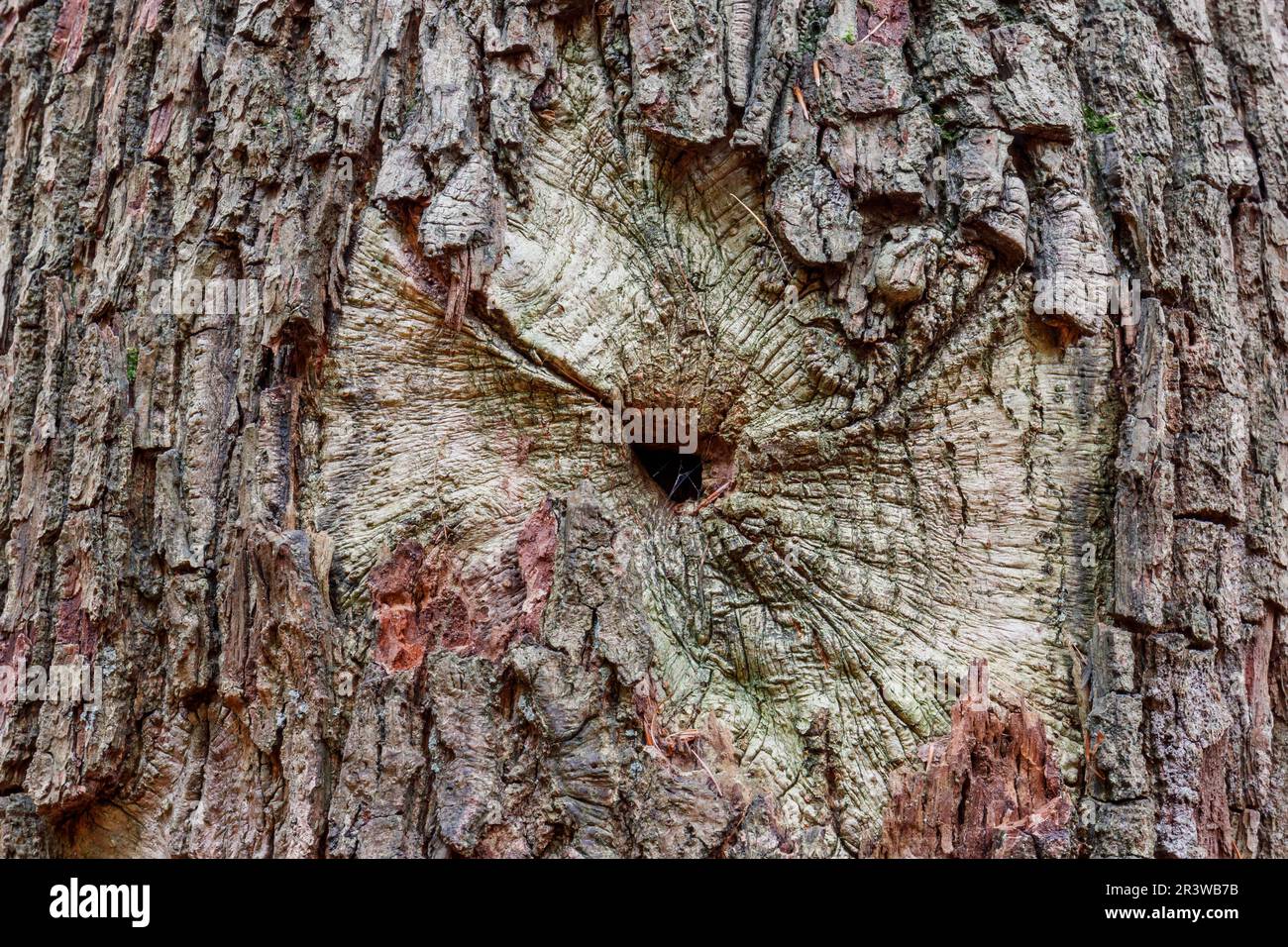 Tree detail of a bark with an opening Stock Photo - Alamy