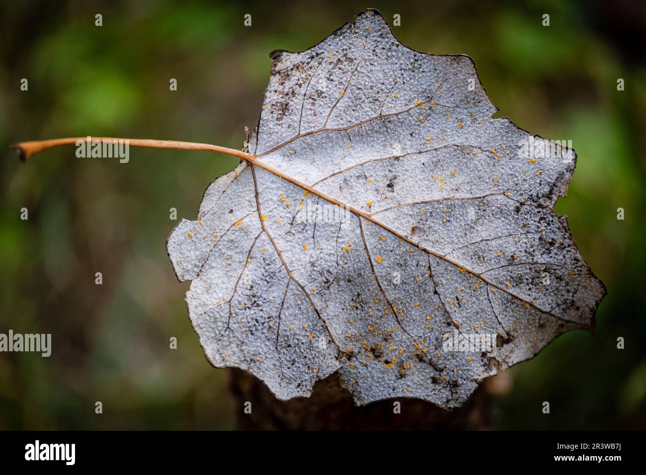 Populus alba leaf hi-res stock photography and images - Alamy