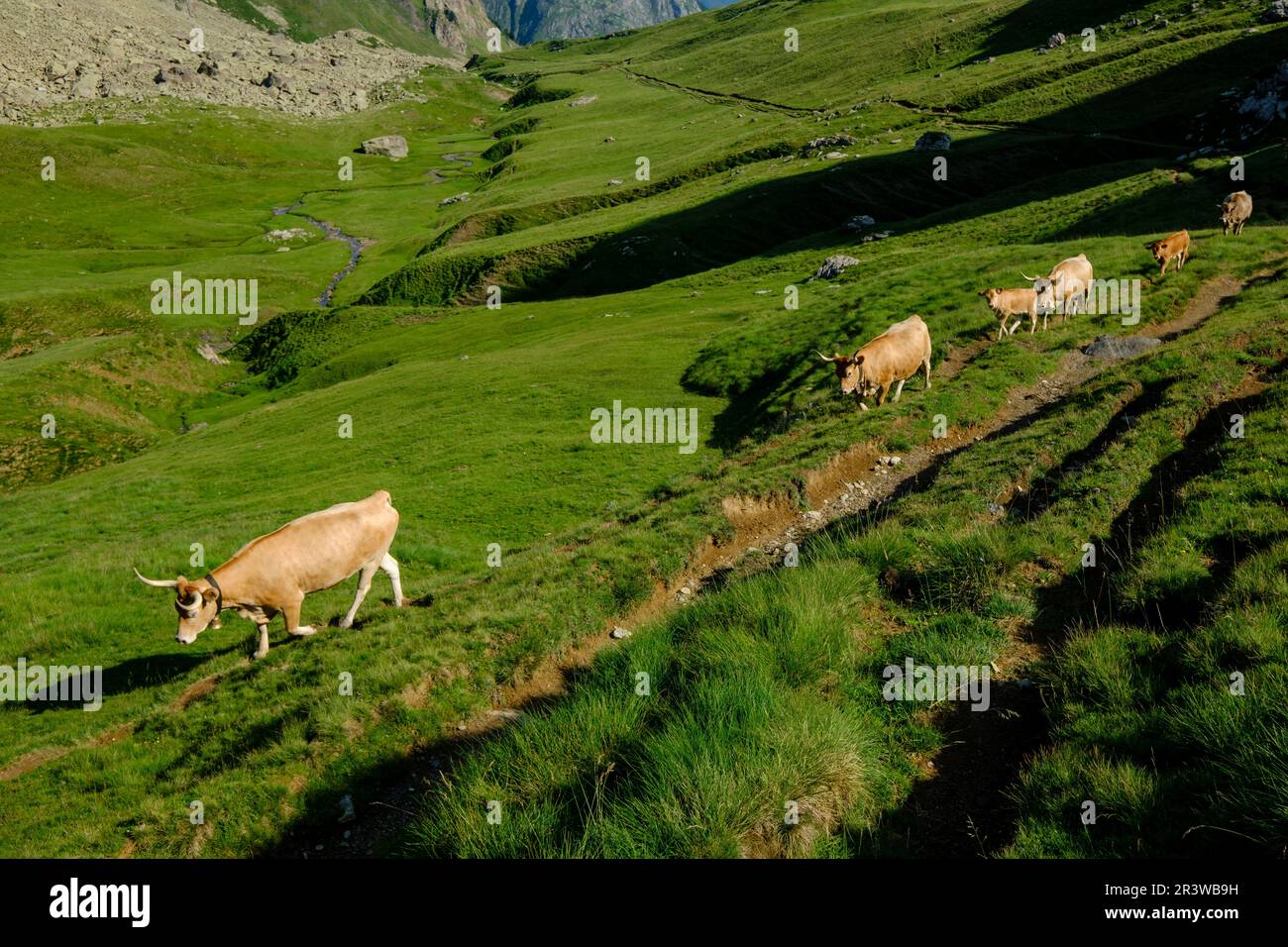 Cows ascending the hill Stock Photo - Alamy
