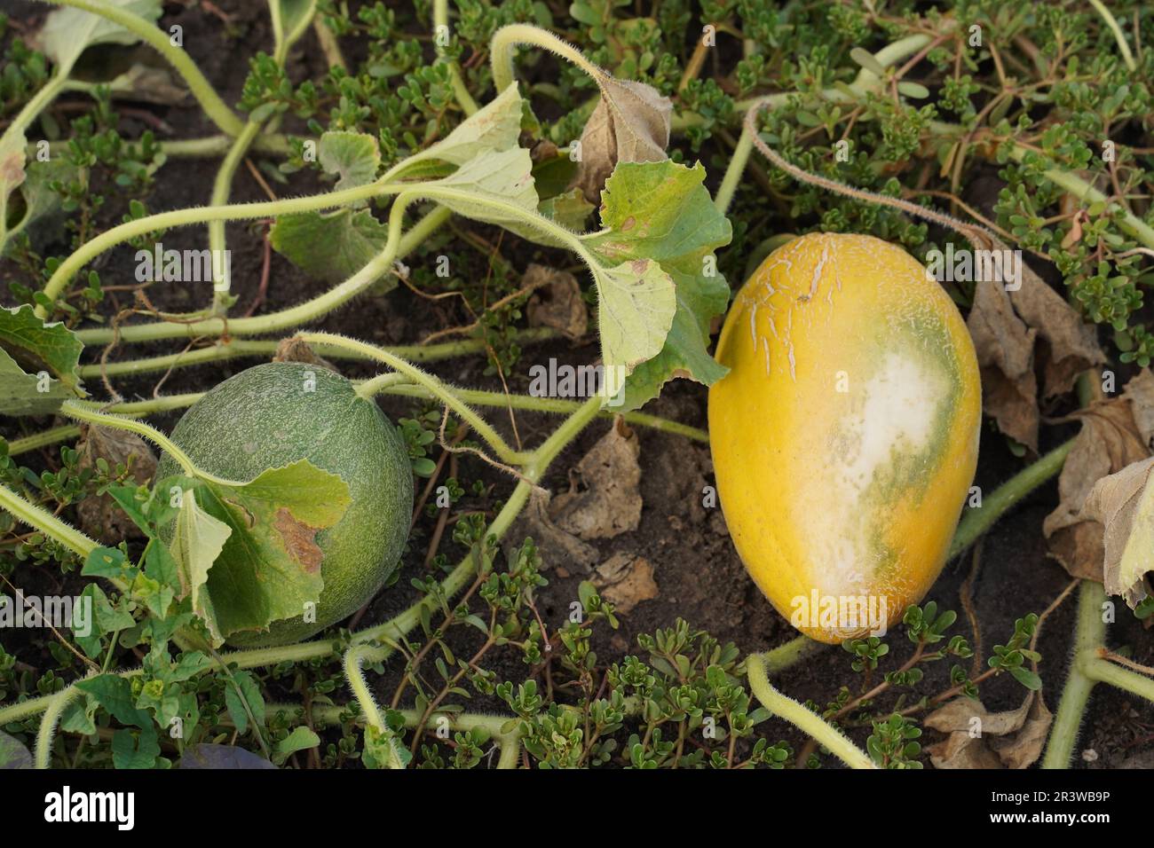 Top view group melons hi-res stock photography and images - Alamy