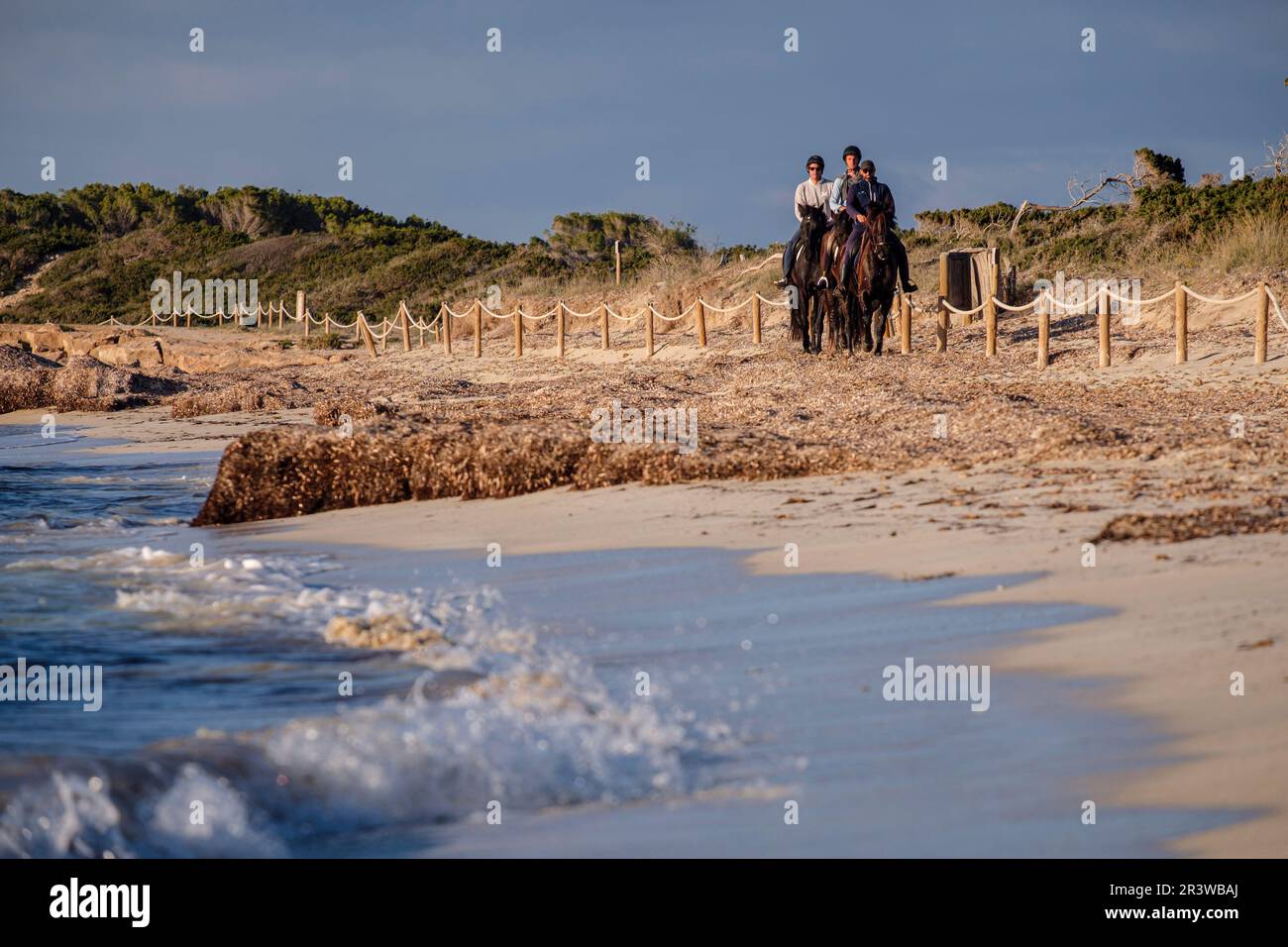 Large riding horse hi-res stock photography and images - Alamy