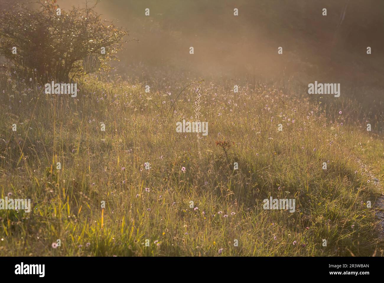 Grassland sun hi-res stock photography and images - Alamy