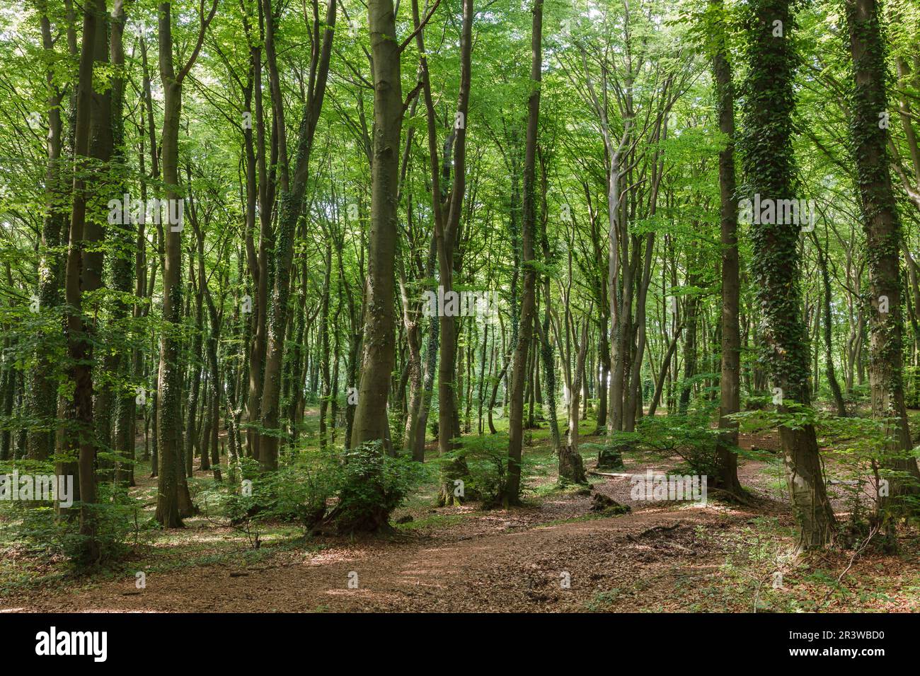 Hermannsweg in the Teutoburg Forest near Lengerich, North Rhine ...