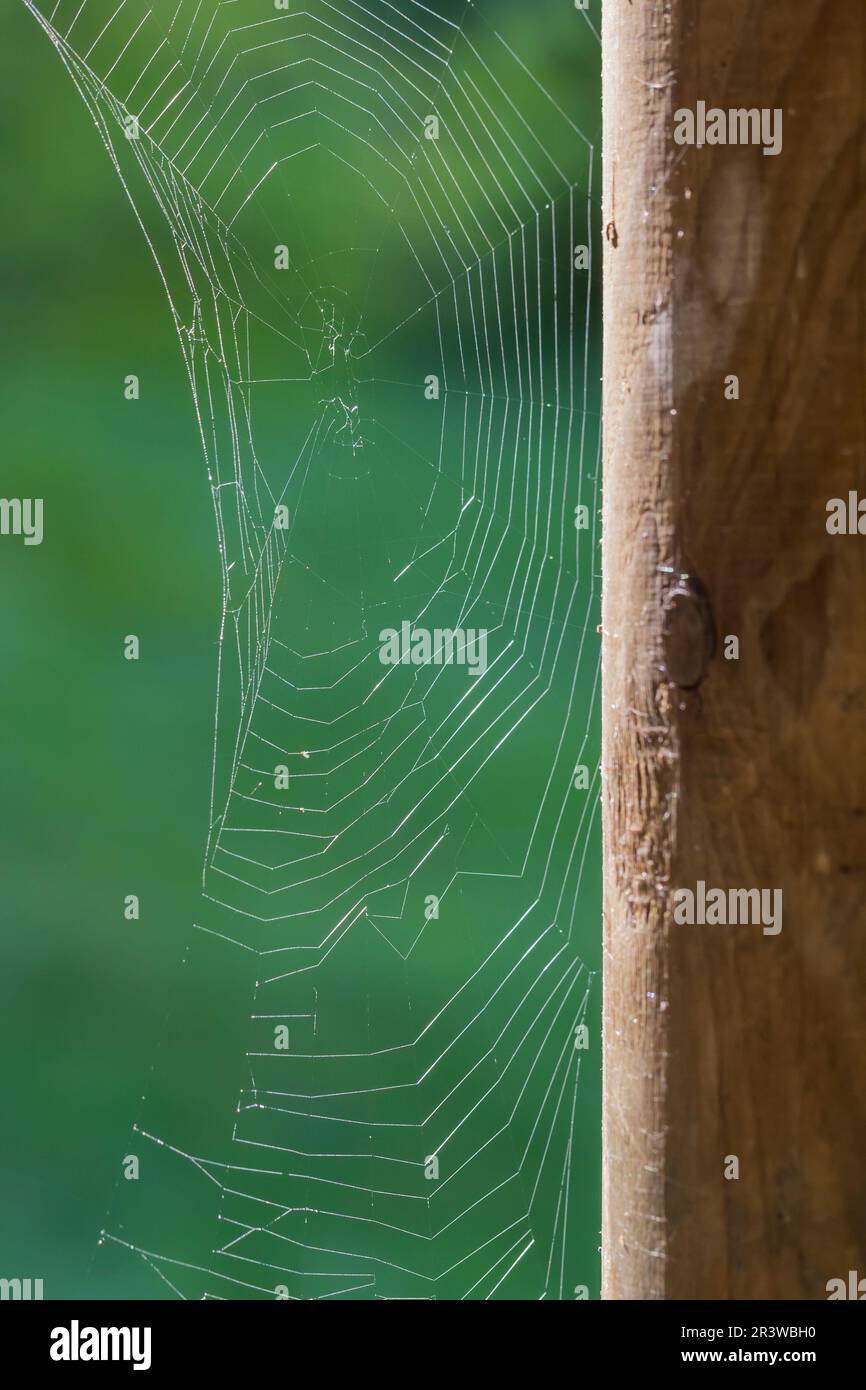 Spider web on a wooden fence Stock Photo - Alamy