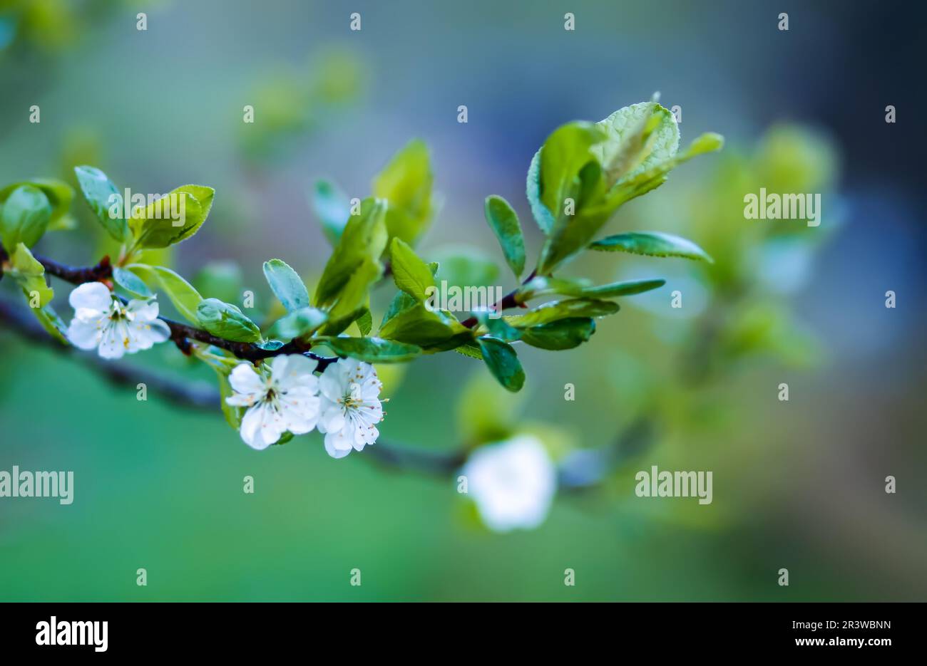 Beautiful spring flowers in the park. Nature background Stock Photo - Alamy