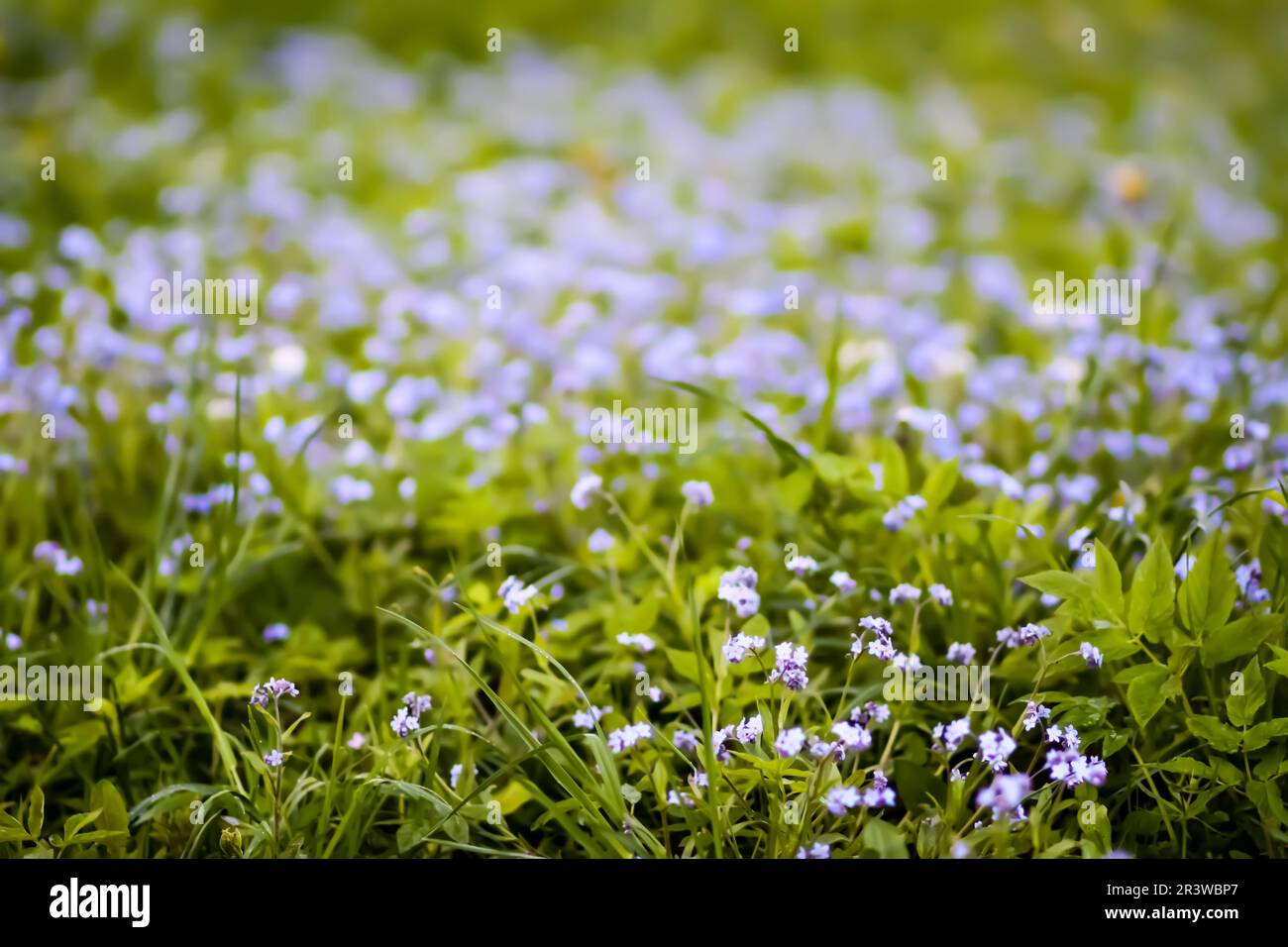 Beautiful spring forget-me-not flowers in the park. Nature background ...