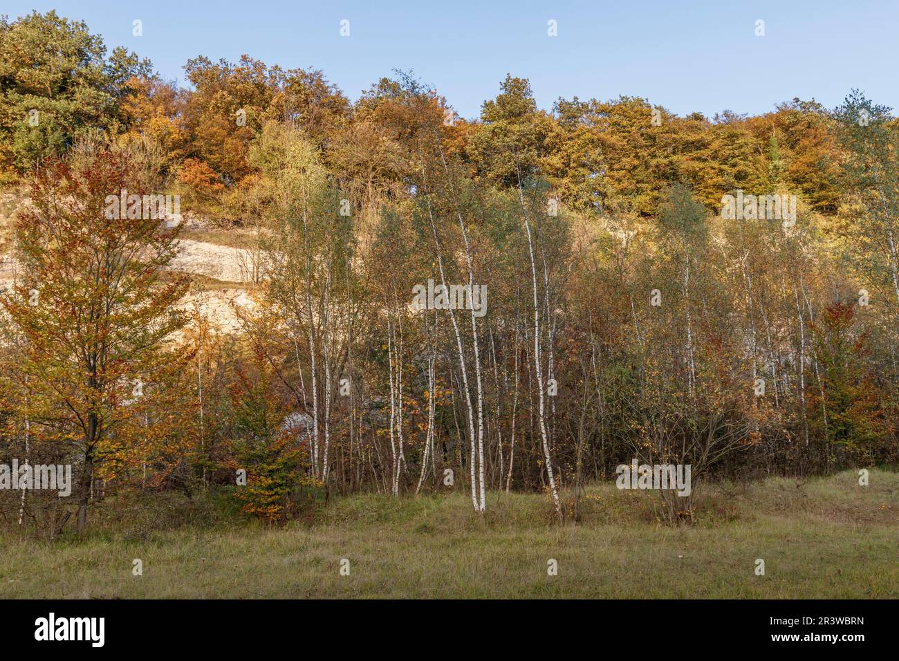 Deciduous trees in autumn at a quarry in Lengerich, NRW Stock Photo - Alamy