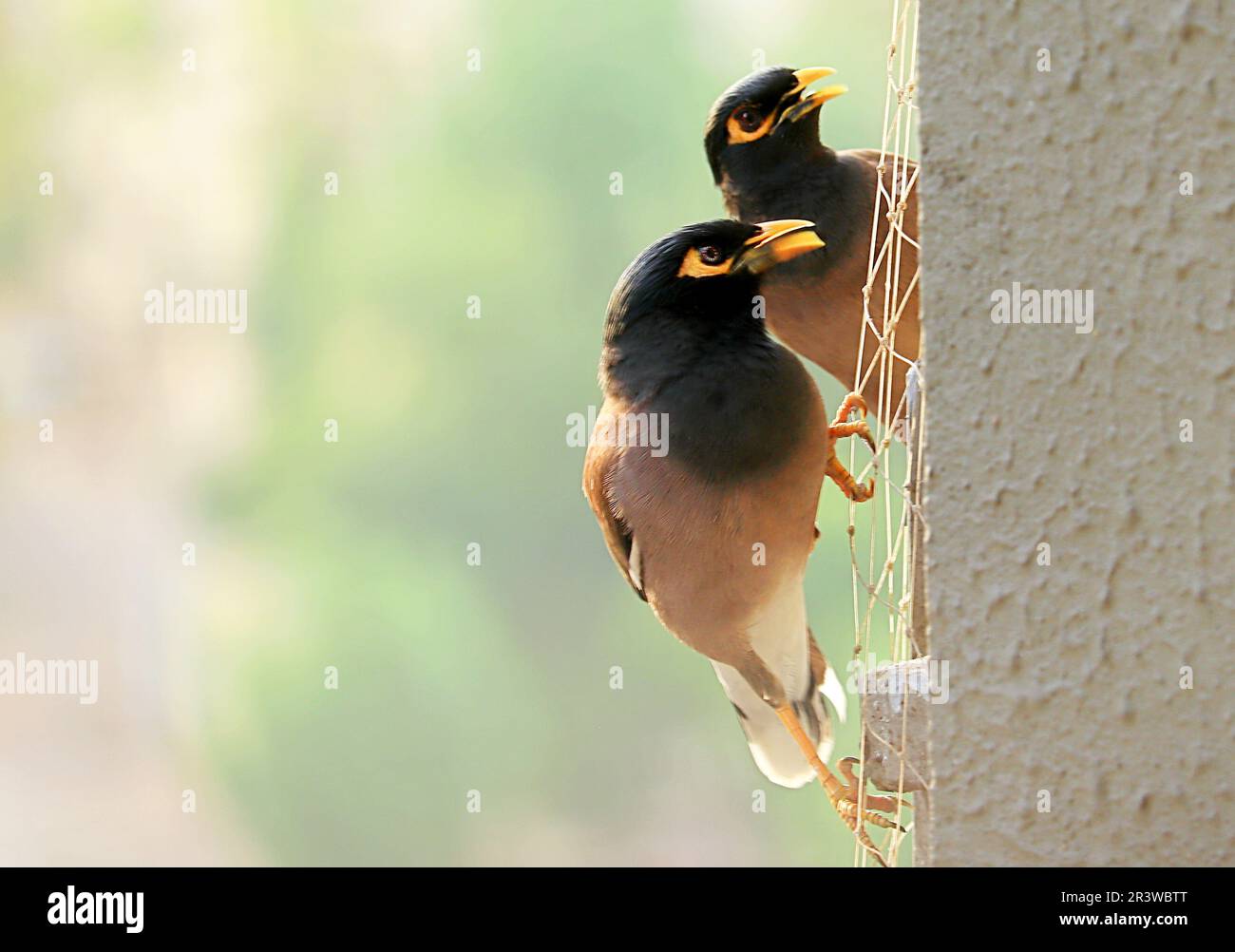 Two common mynas'/Indian mynas' /Acridotheres tristis perched on a wall ...