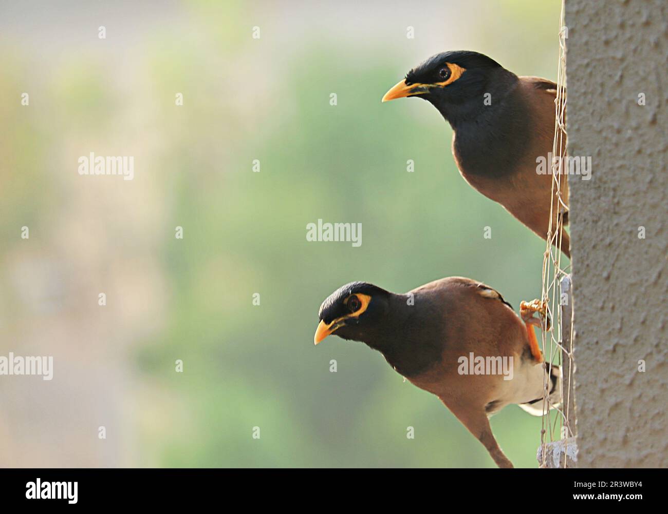 Two common mynas'/Indian mynas' /Acridotheres tristis perched on a wall ...