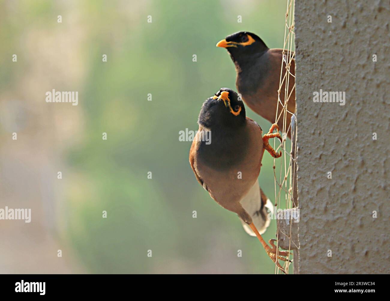 Two common hi-res stock photography and images - Alamy