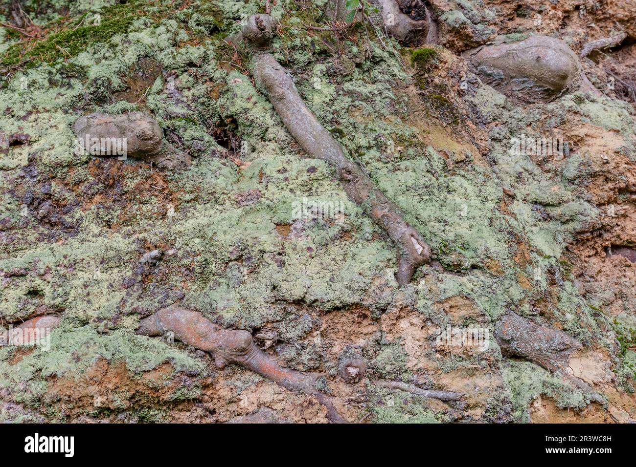 Lichens are not harmful to trees hi-res stock photography and images ...