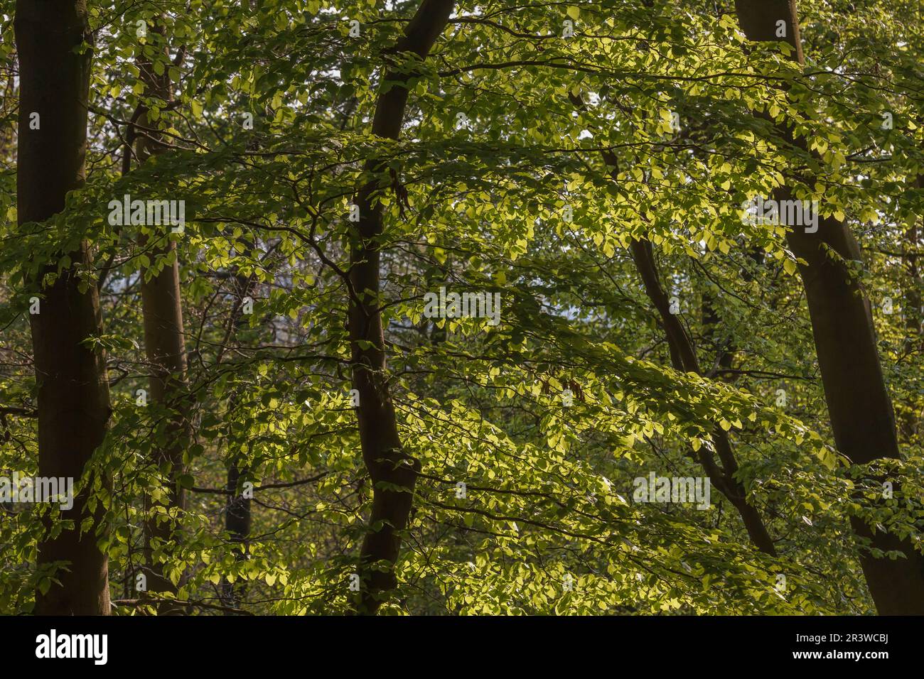 Eech forest hi-res stock photography and images - Alamy