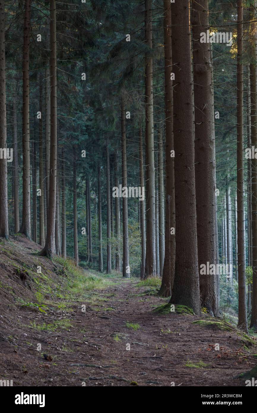 Foot path with the last sunbeams in the coniferous forest, Lower Saxony ...
