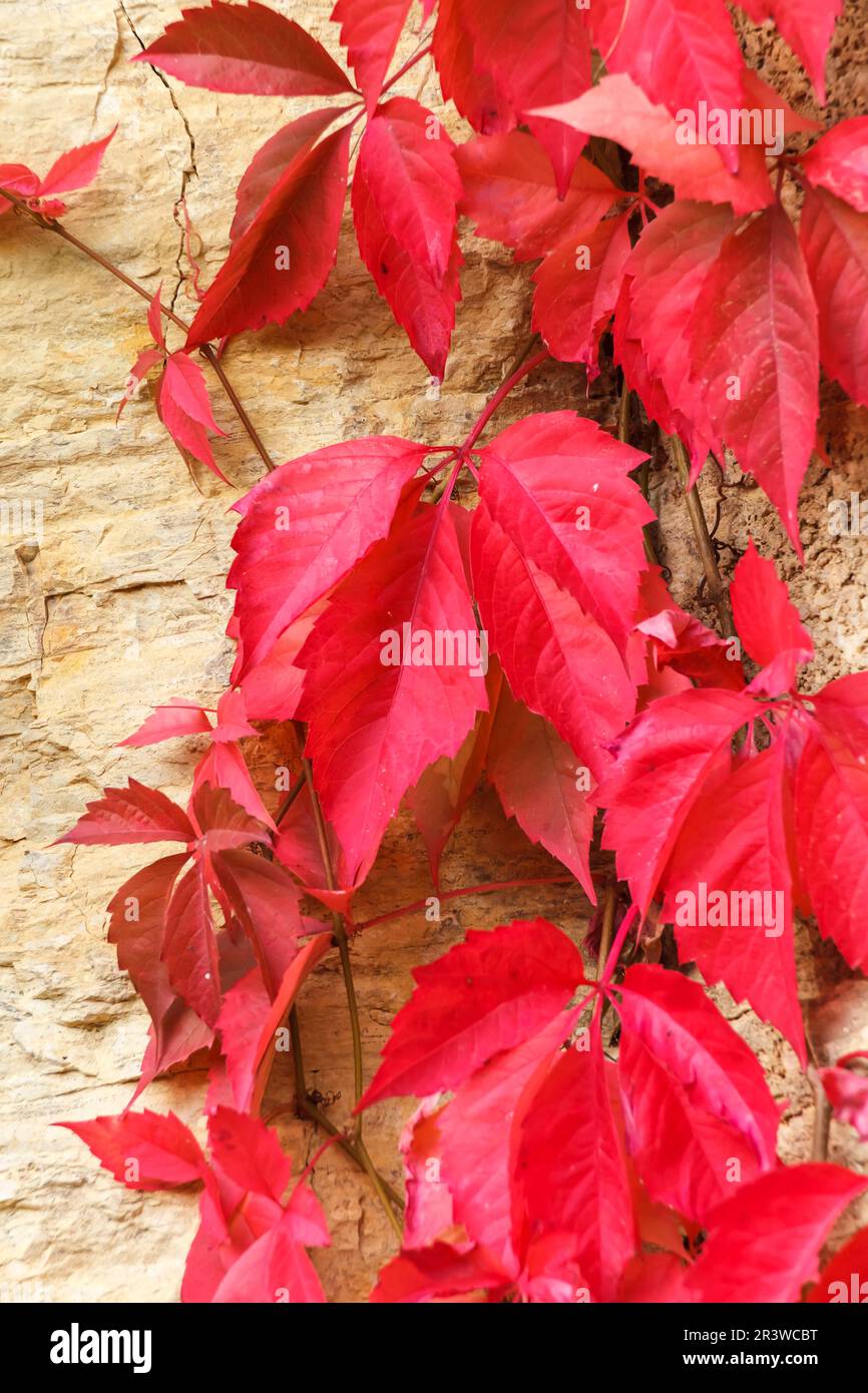 Plant for autumn hi-res stock photography and images - Alamy
