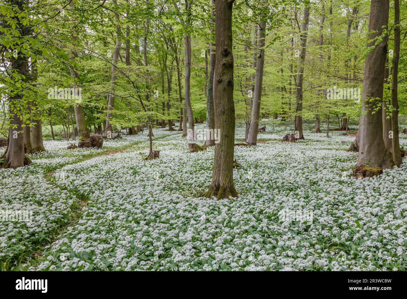 Deciduous forest with bear's leek, Allium ursinum, North Rhine ...
