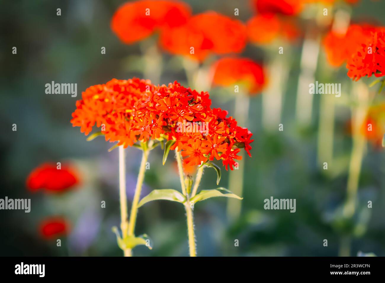 Red lychnis flowers in the summer garden. Silene chalcedonica, Maltese ...