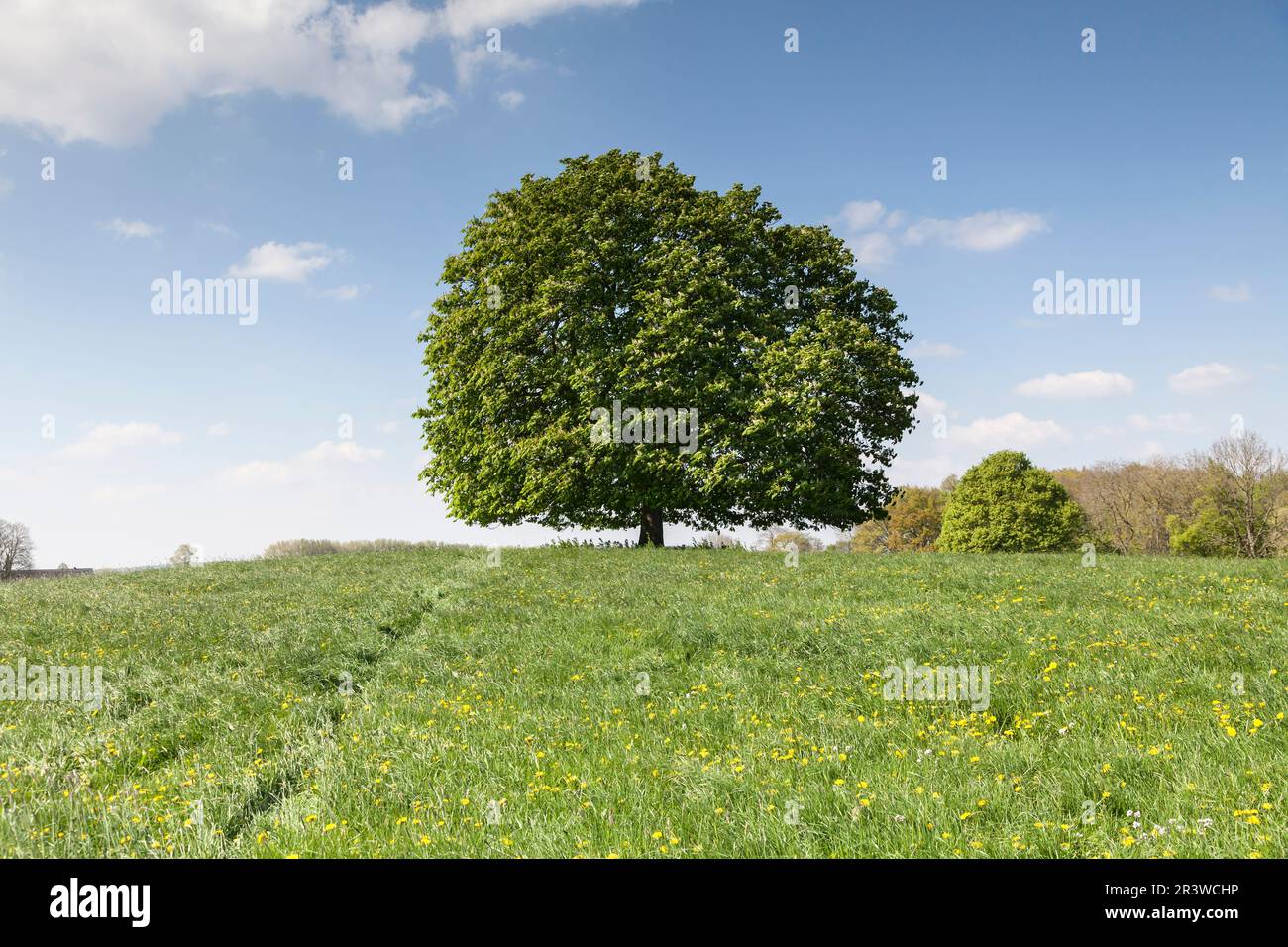 Horse chestnut tree (Aesculus hippocastanum) in spring, Lengerich ...