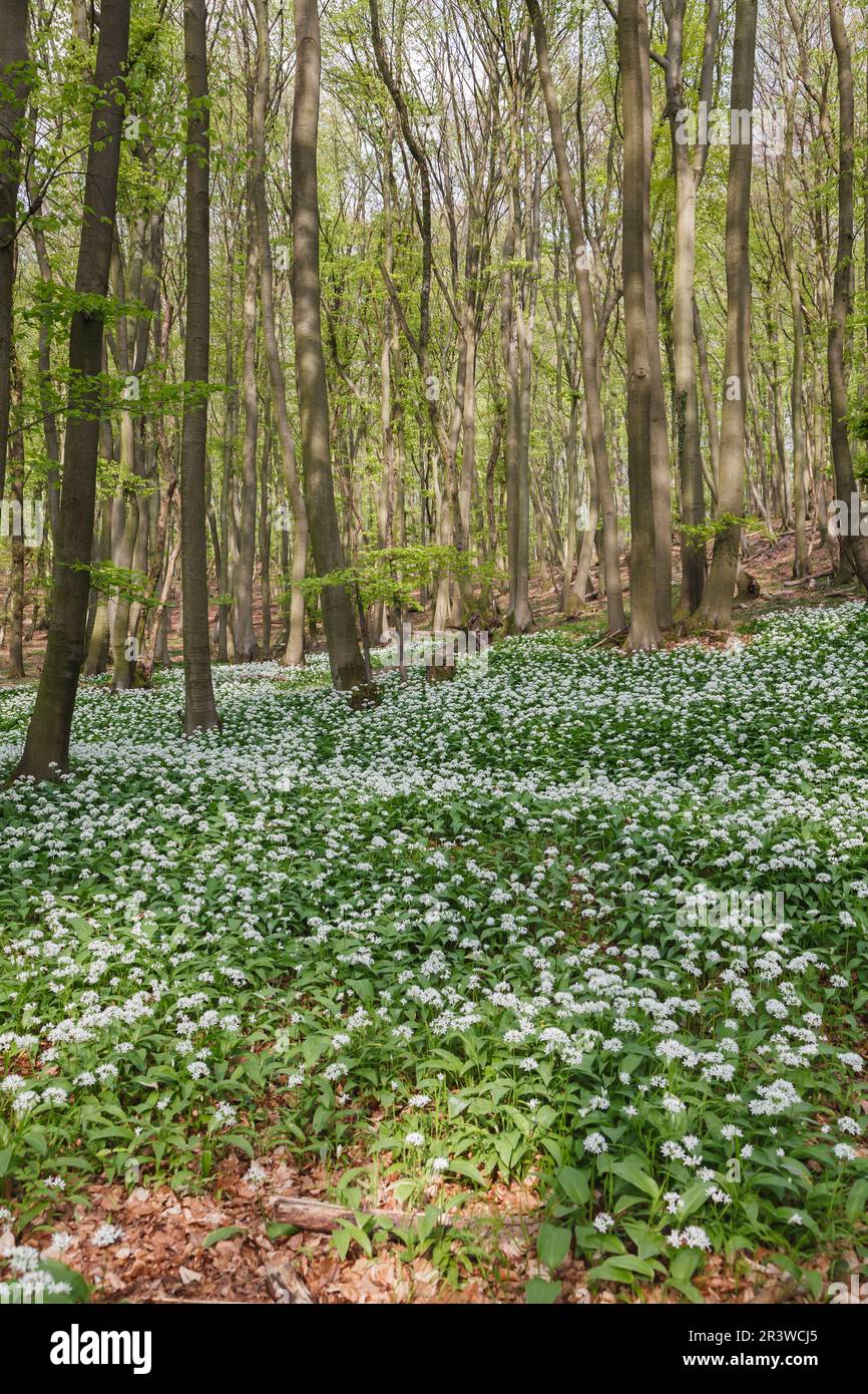 Deciduous forest with Allium ursinum, wild garlic, North Rhine ...
