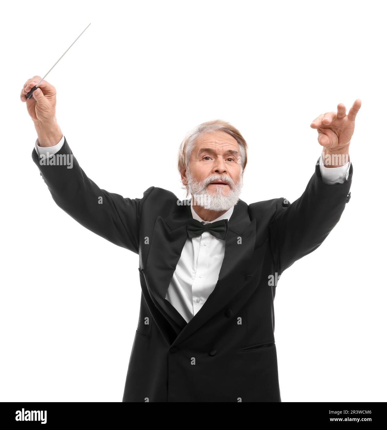 Professional conductor with baton on white background Stock Photo - Alamy