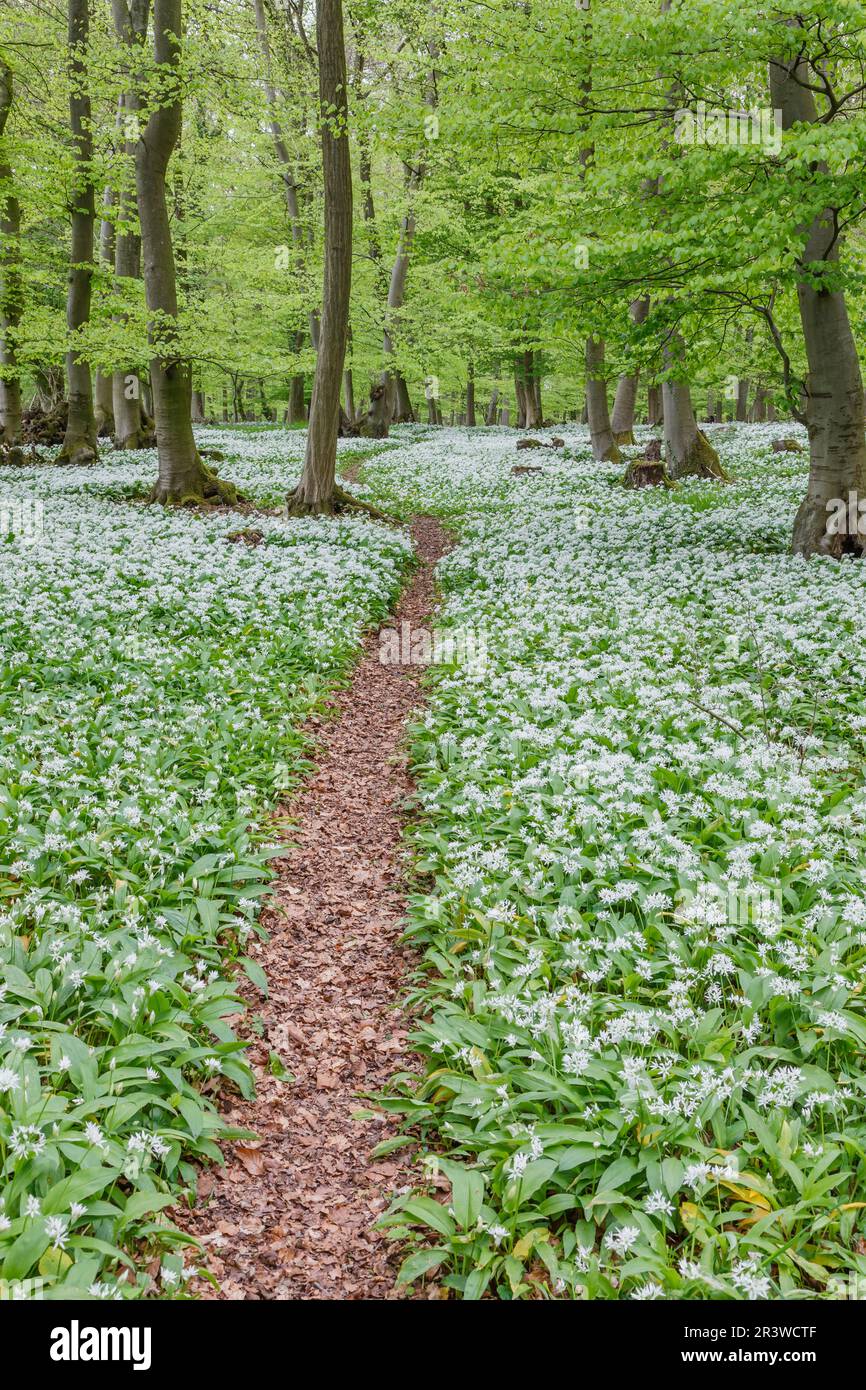 Deciduous forest with Allium ursinum, wild garlic, North Rhine ...