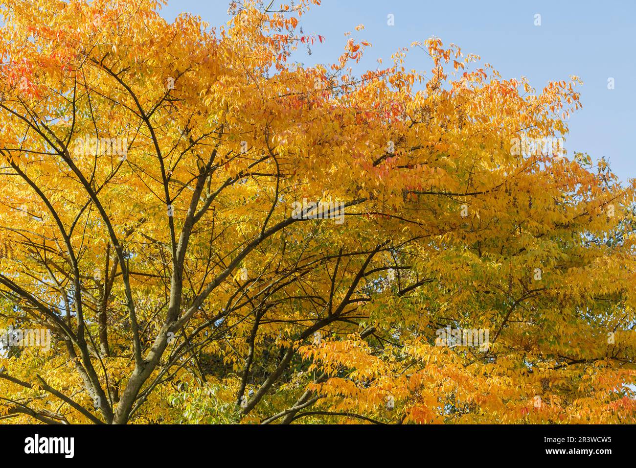 Decidious tree hi-res stock photography and images - Alamy