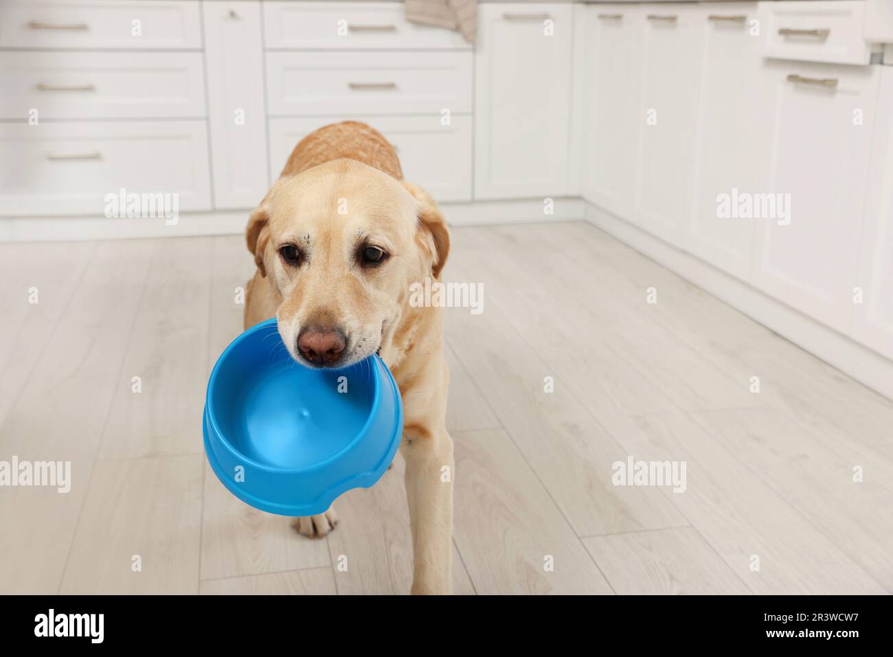 Cute hungry Labrador Retriever carrying feeding bowl in his mouth ...