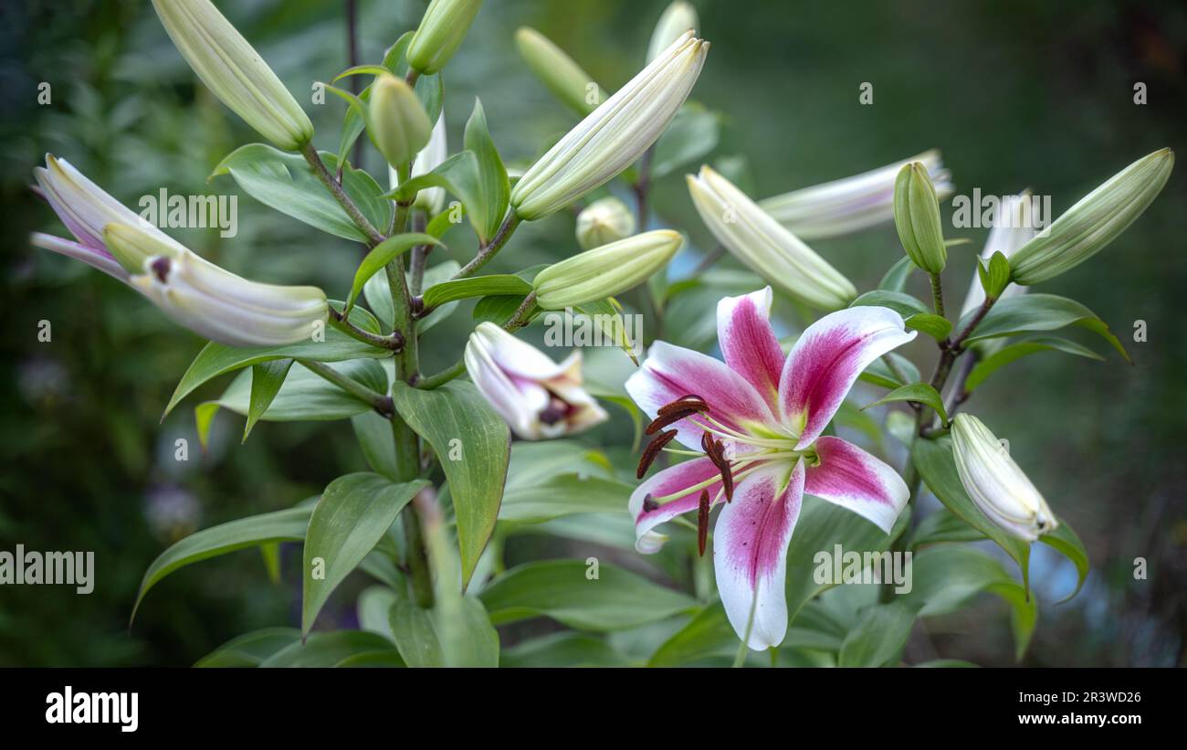 beautiful blooming two-tone dark pink lilies and green leaves in the ...