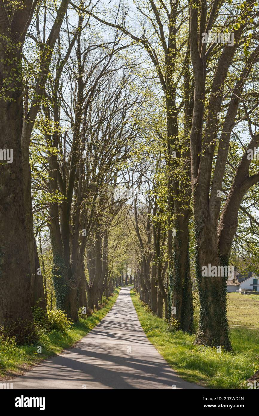 Lime grove in spring in Lower Saxony, Germany, Europe Stock Photo - Alamy