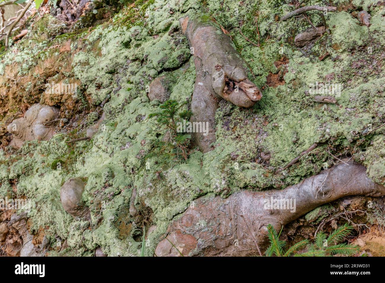 Tree roots with lichens at the edge of the forest, Lower Saxony ...