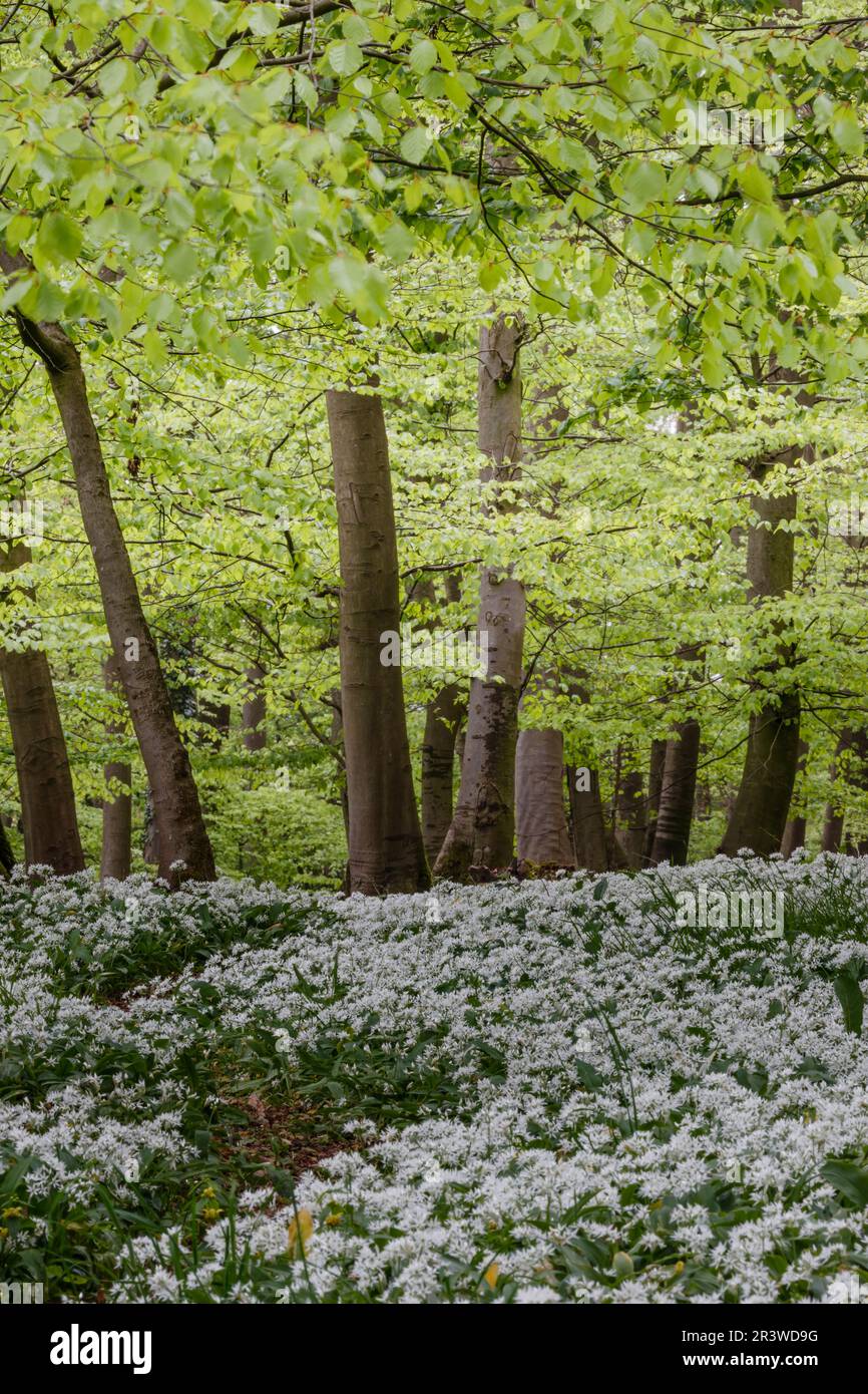 Deciduous forest with Allium ursinum, wild garlic, North Rhine ...