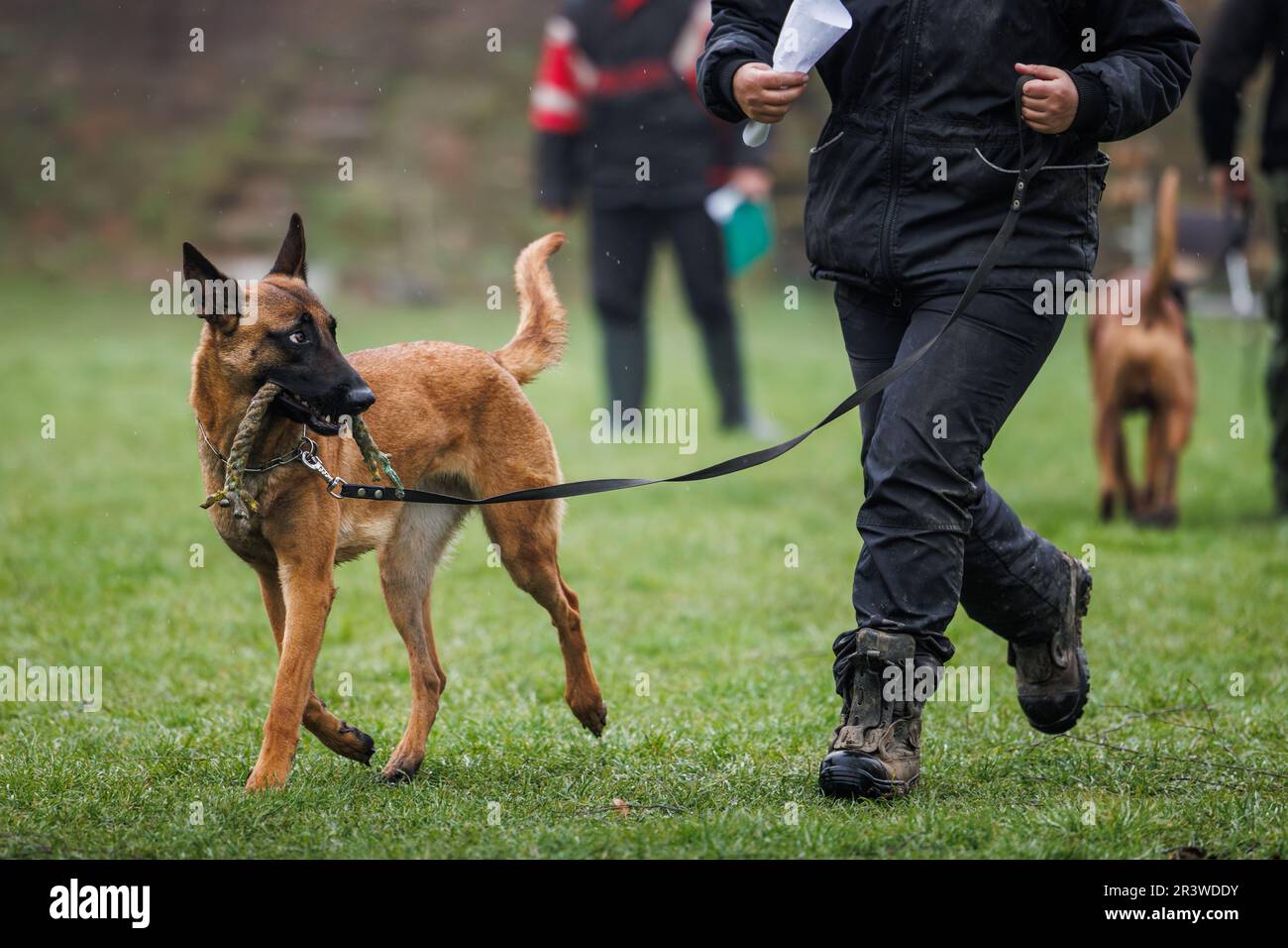 Belgian malinois dog. Animal trainer doing obedience training with his shepherd dog outdoors ...