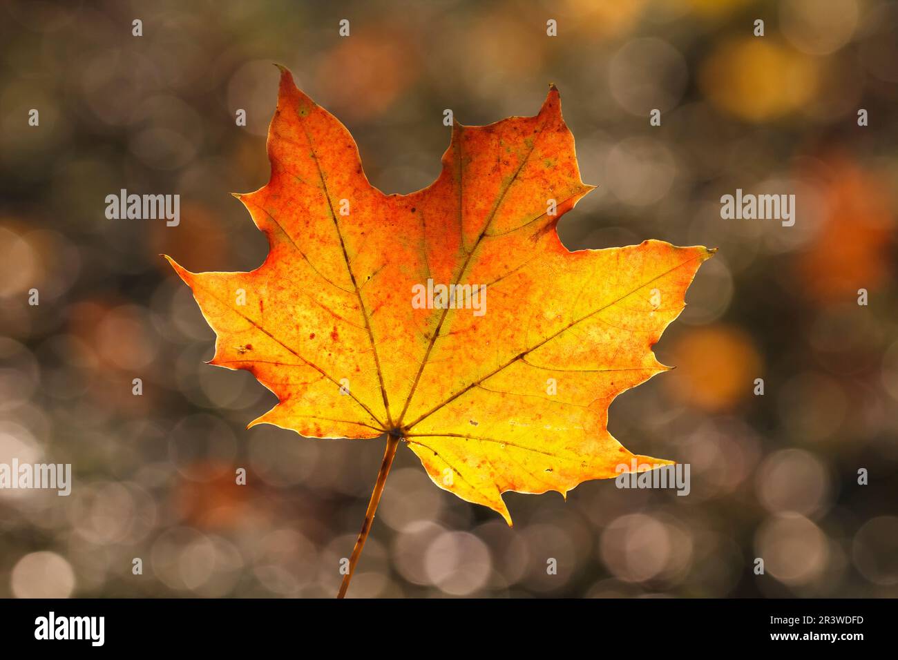 Lower leaf hi-res stock photography and images - Alamy
